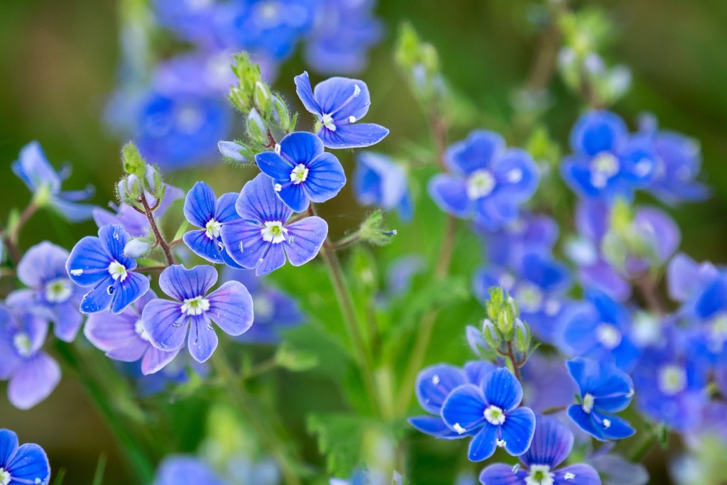 Ehrenpreis (Veronica): Wie Sie ihn anbauen, und nutzen